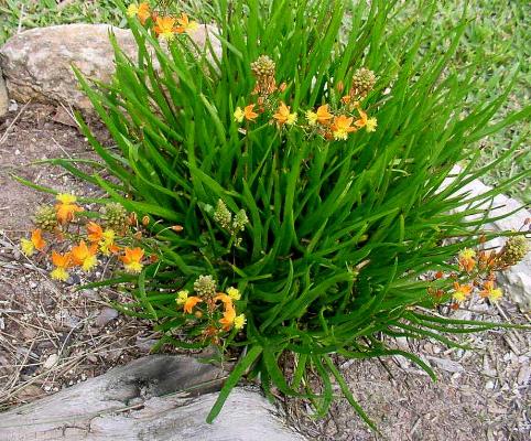bulbine - Lawn Care Service in Wesley Chapel and New TampaLawn Care ...